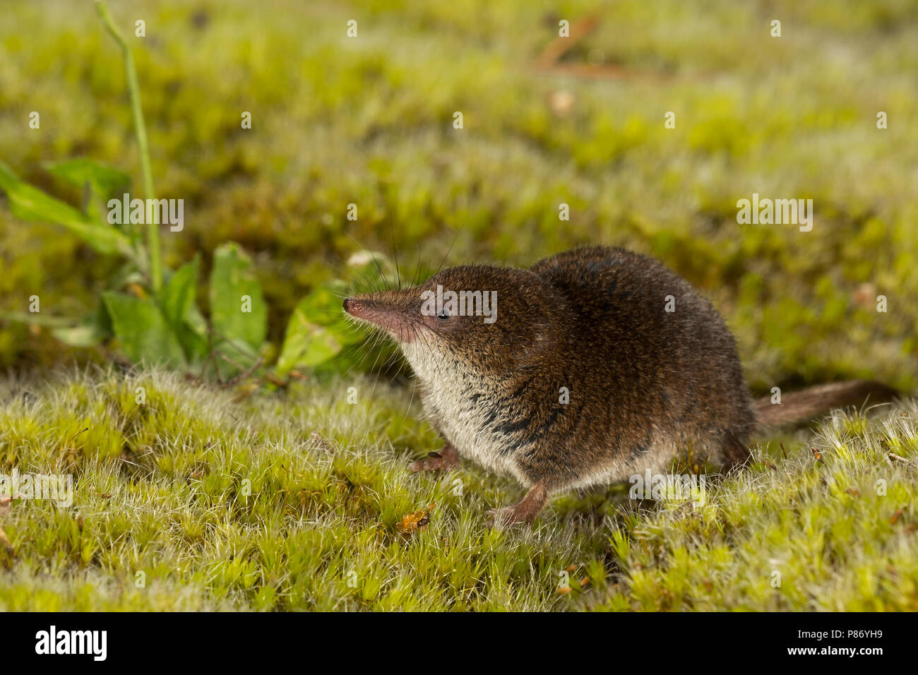 Pygmy shrew hi-res stock photography and images - Alamy
