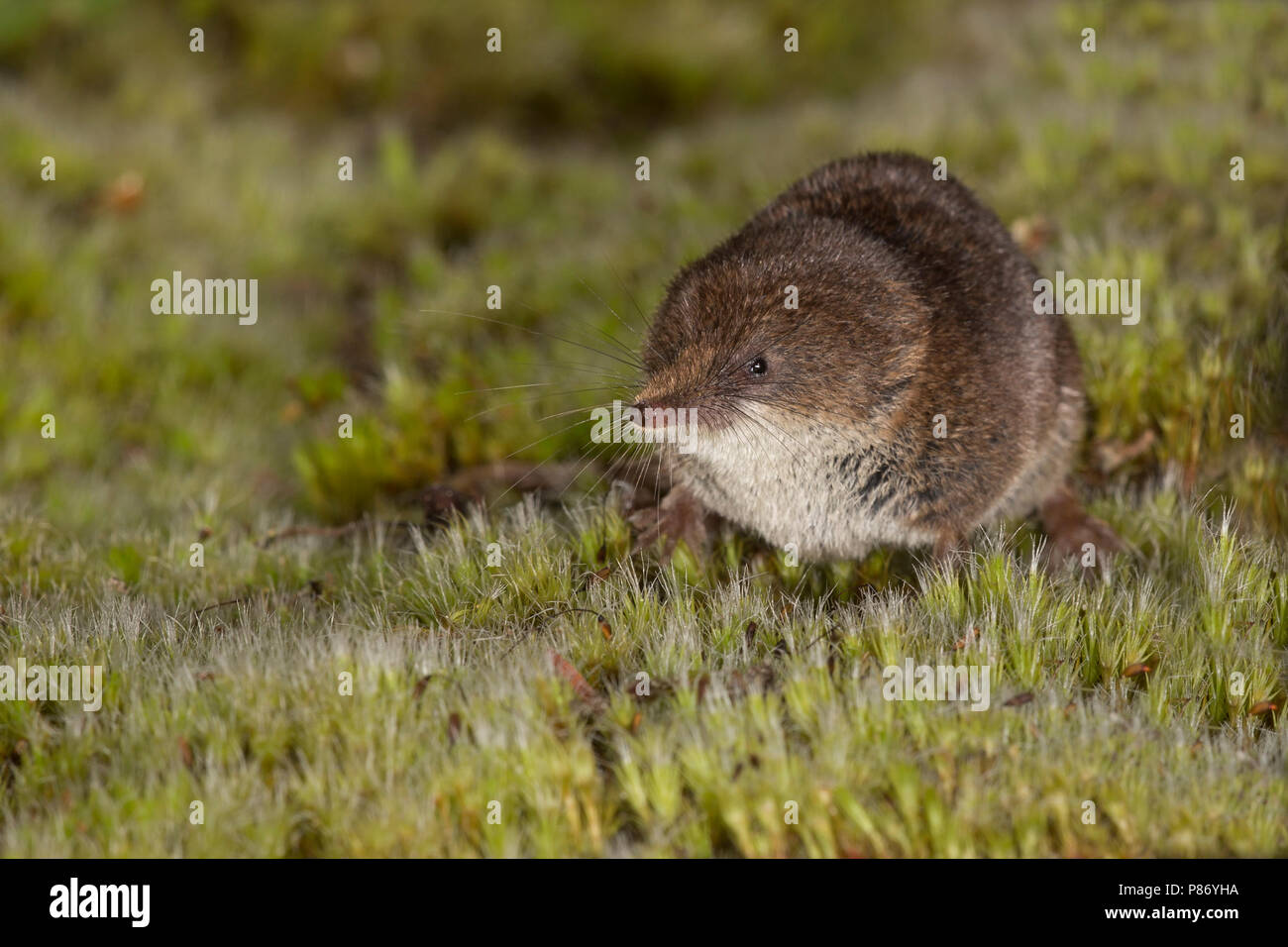 Pygmy shrew hi-res stock photography and images - Alamy