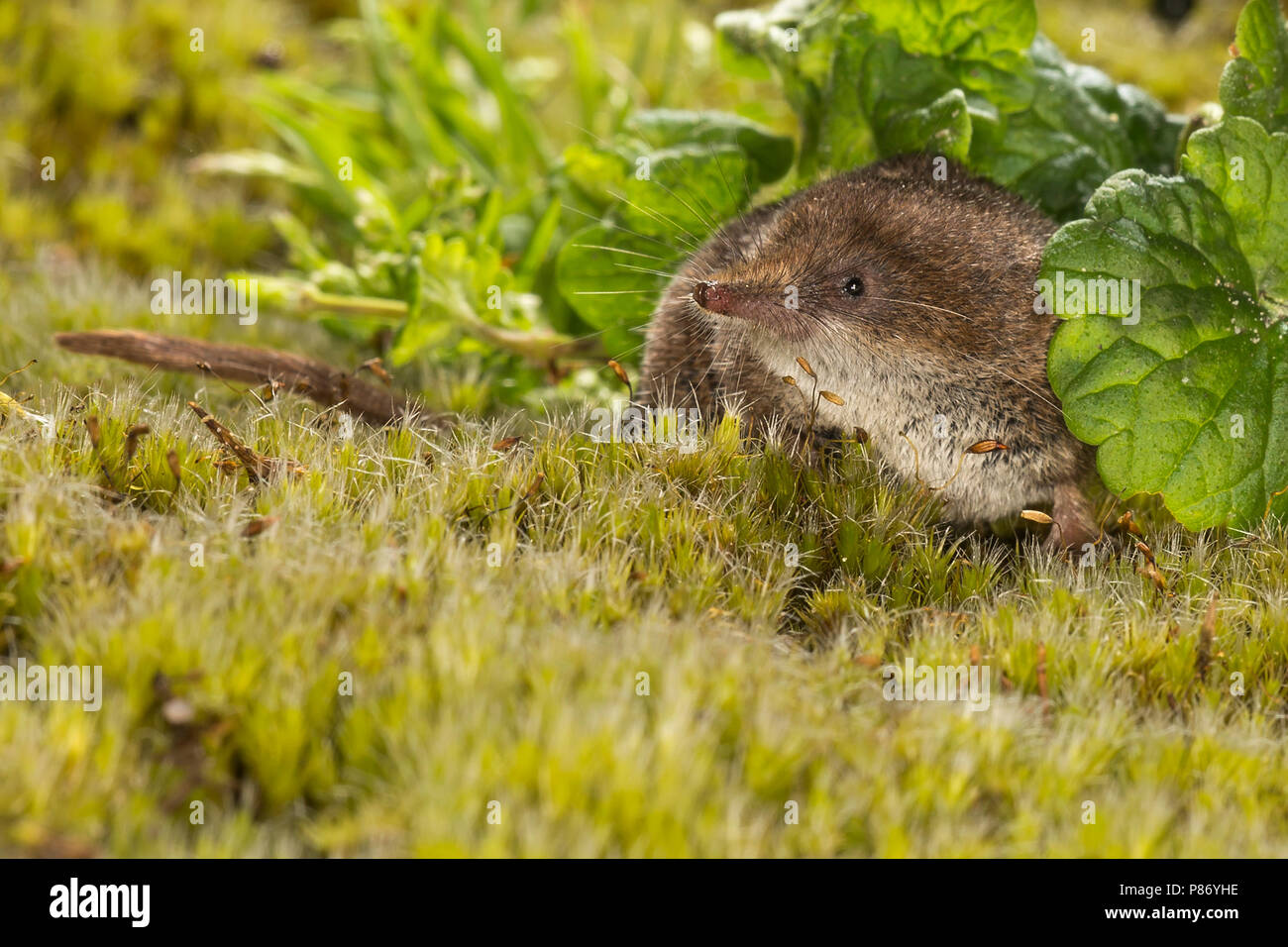 Pygmy shrew hi-res stock photography and images - Alamy