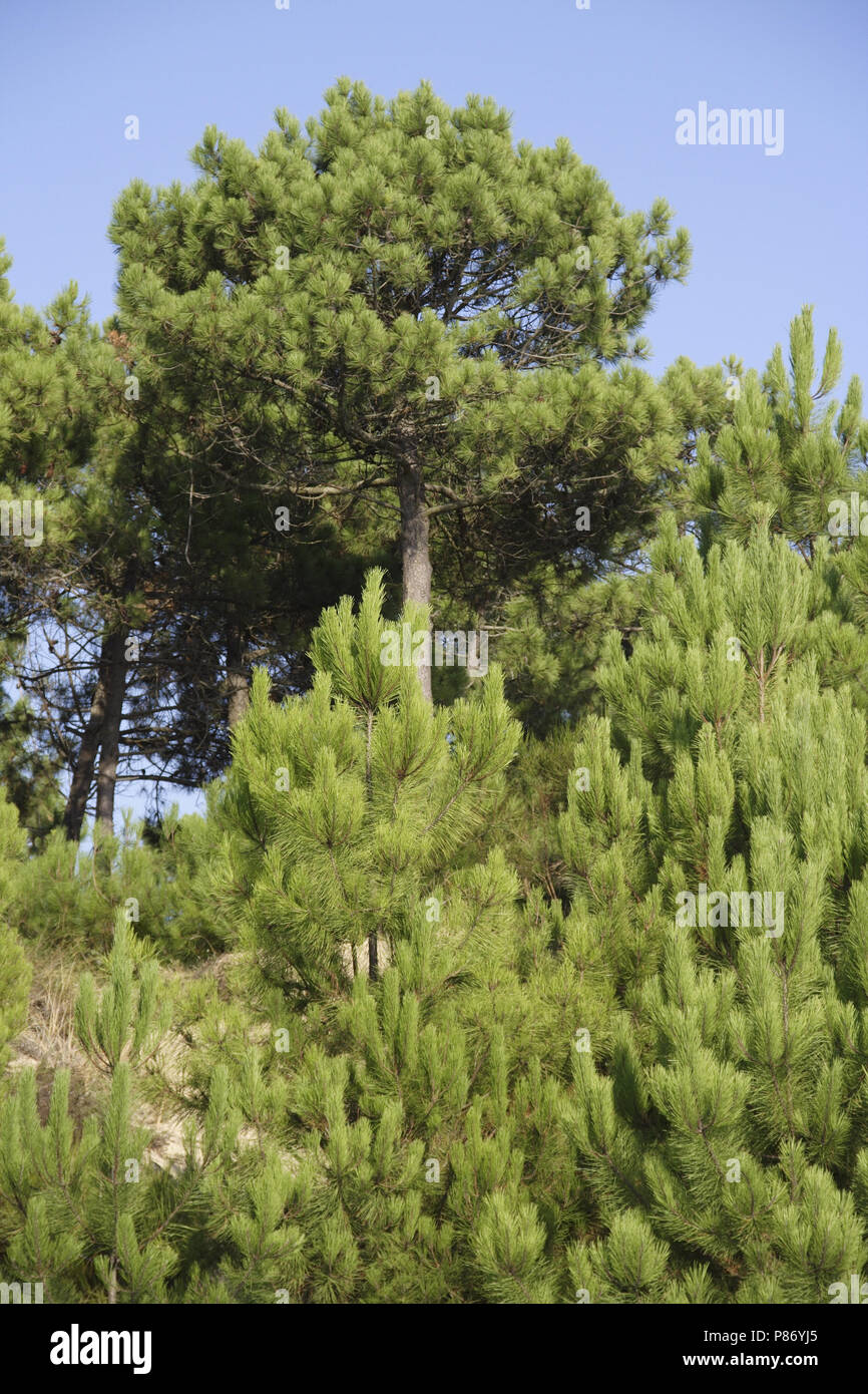 Boom kust hi-res stock photography and images - Alamy