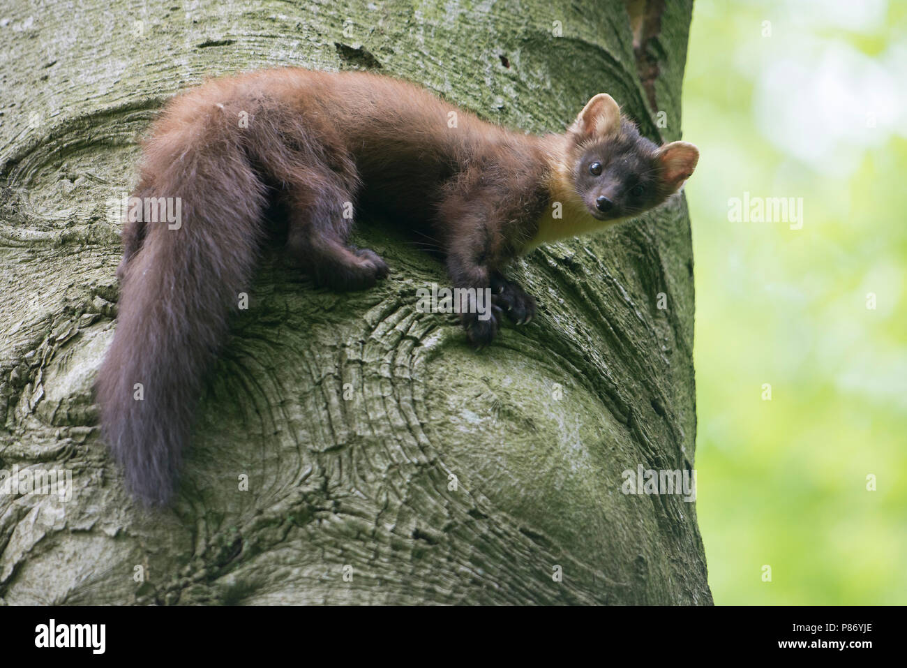 Marter hi-res stock photography and images - Alamy