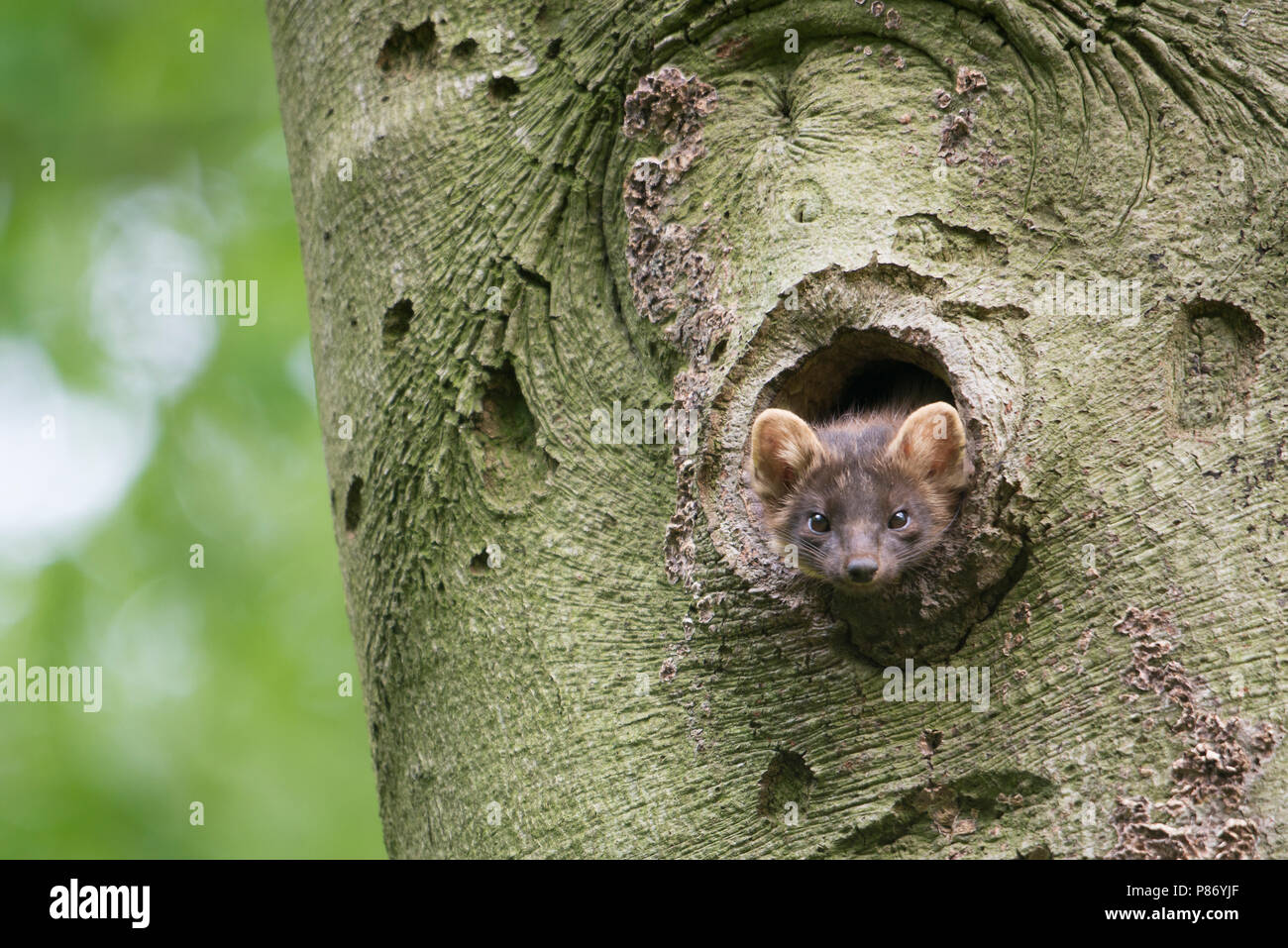 Marter hi-res stock photography and images - Alamy