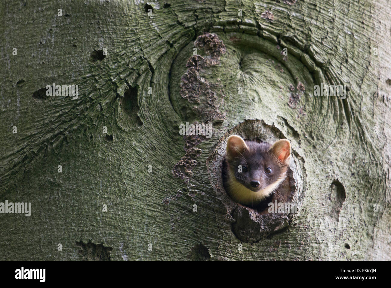 Marter hi-res stock photography and images - Alamy