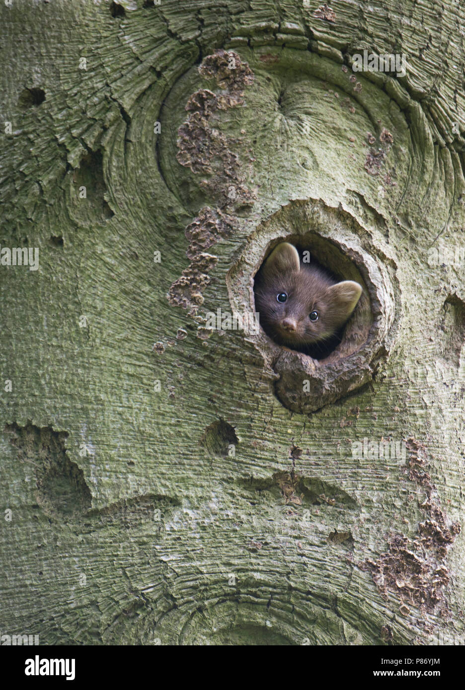 Marter hi-res stock photography and images - Alamy