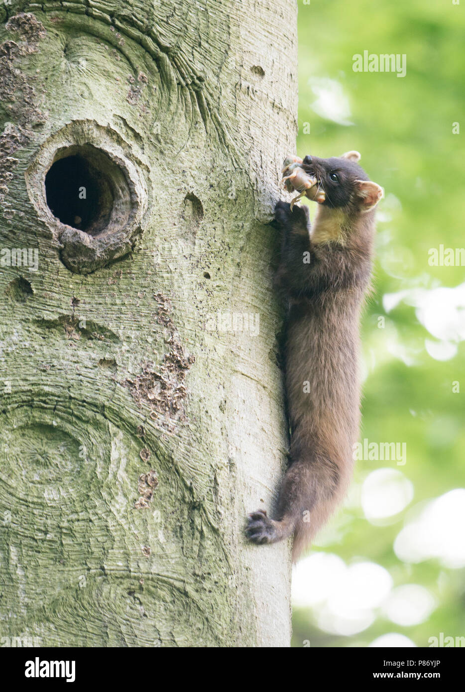 Marter hi-res stock photography and images - Alamy