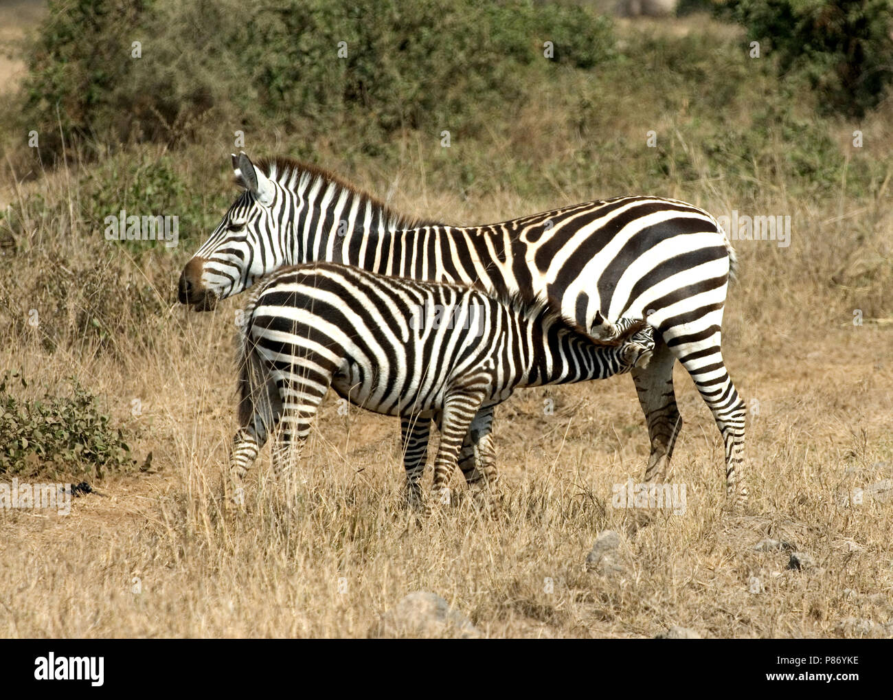 Plains zebra with young feeding; steppezebra met jong zogend Stock ...