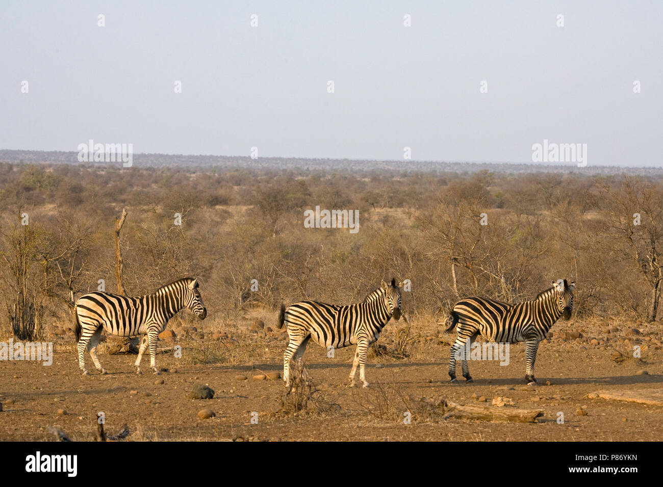 Steppezebra in Kruger Park; Plains Zebra at Kruger Parc Stock Photo - Alamy