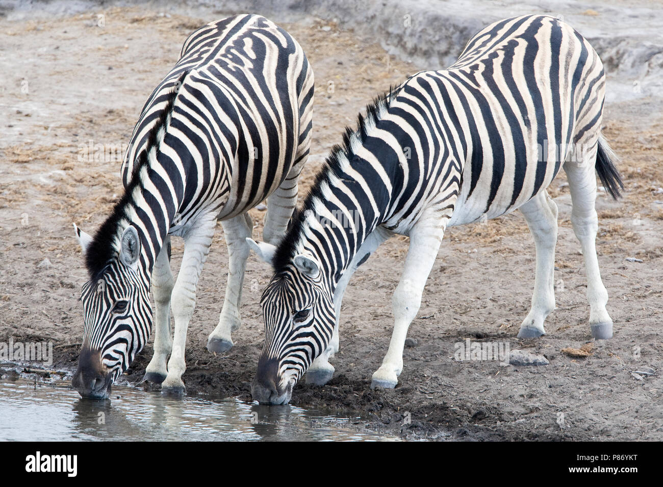 Groep dieren hi-res stock photography and images - Alamy