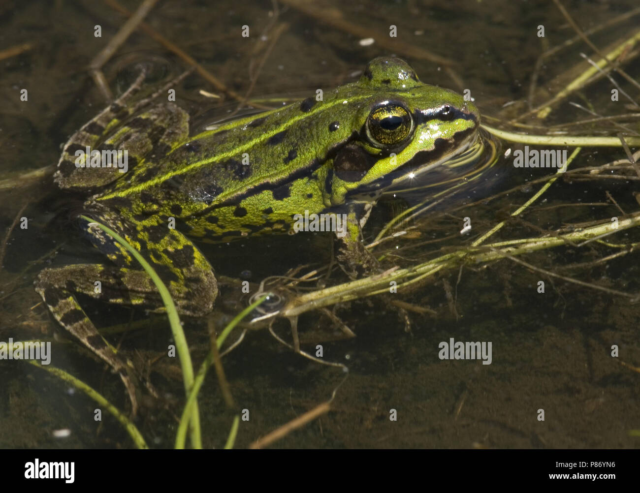 Poelkikker in heide ven; Pool frog in heathland pool Stock Photo - Alamy