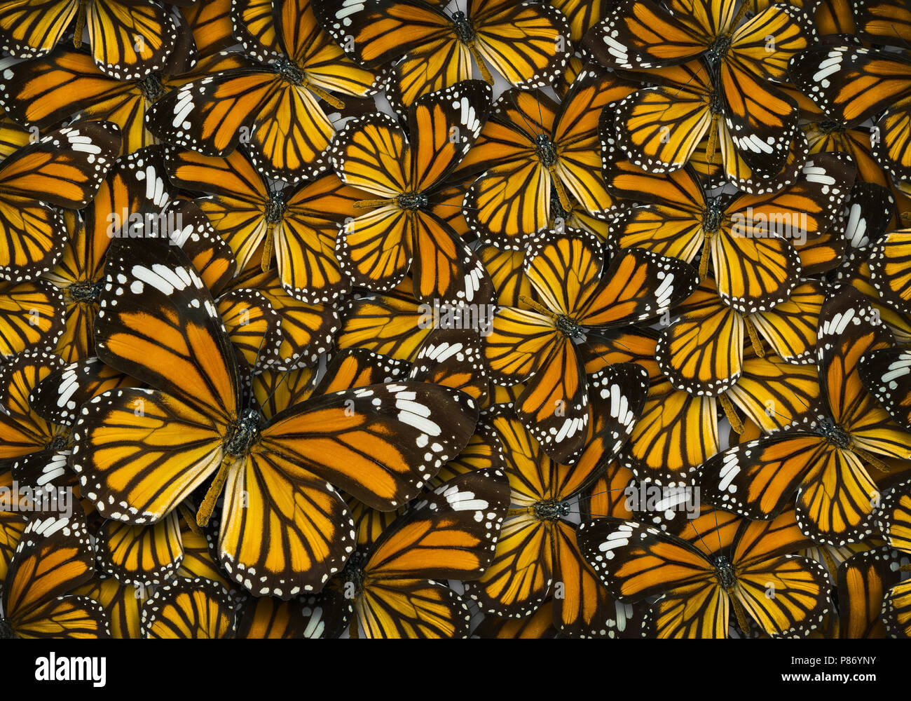 common tiger butterfly , Danaus Genutia , monarch butterfly background ...
