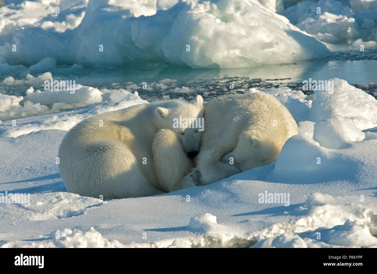 Polar Bear; IJsbeer Stock Photo - Alamy