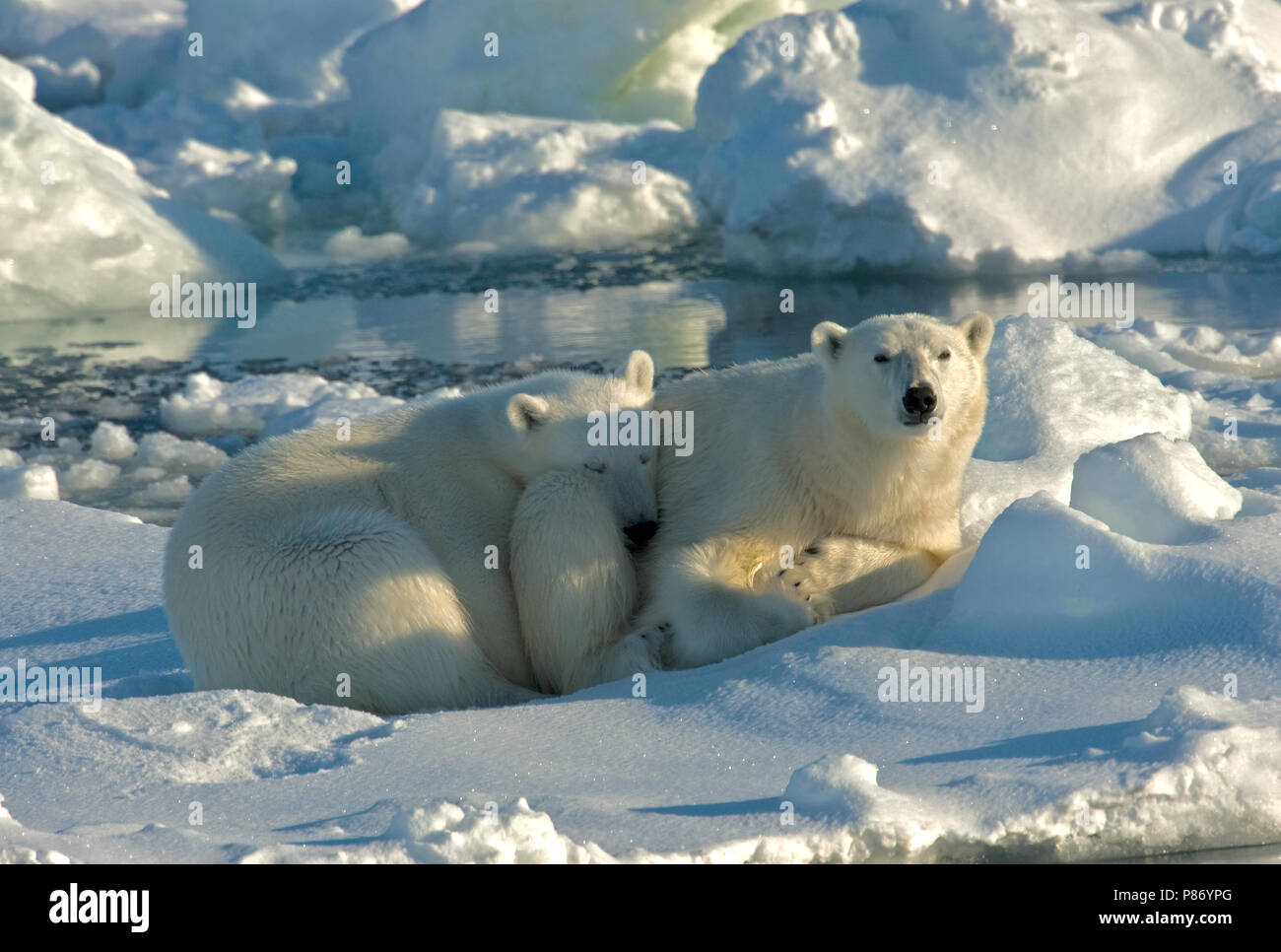 Ijsbeer hi-res stock photography and images - Alamy