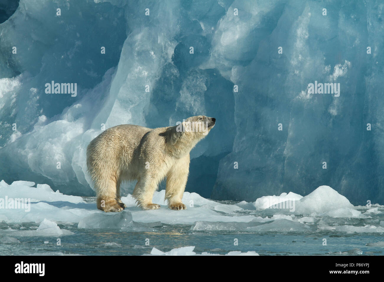 IJsbeer walking op ijs Polar Bear on ice Stock Photo - Alamy