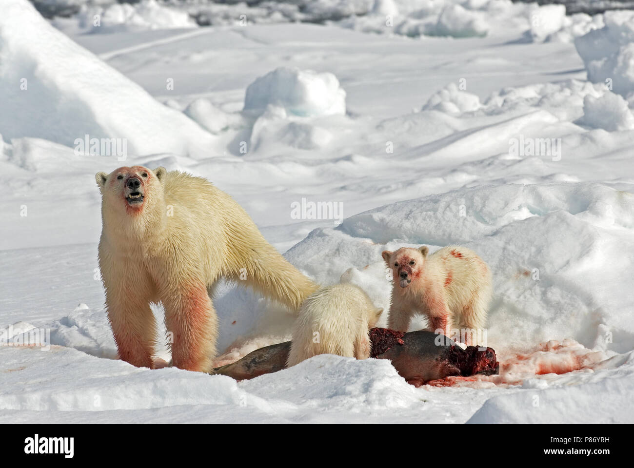 De ijsbeer hi-res stock photography and images - Alamy