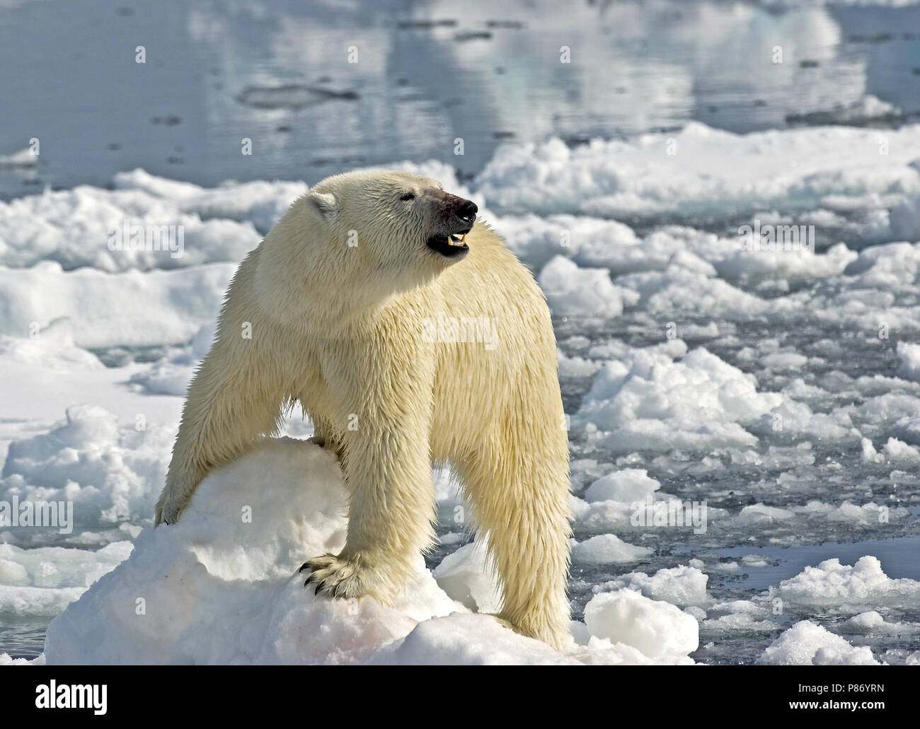 Ijsbeer hi-res stock photography and images - Alamy