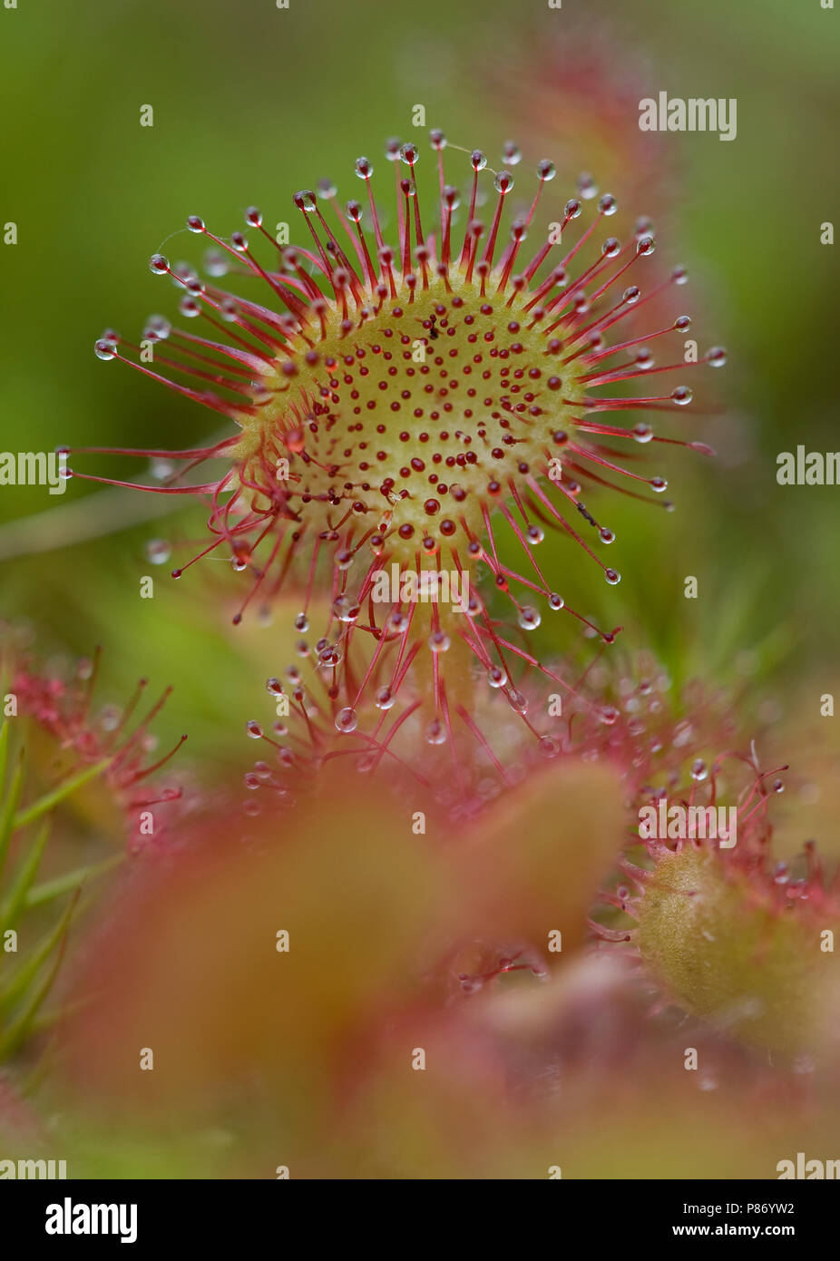 Common sundew hi-res stock photography and images - Alamy