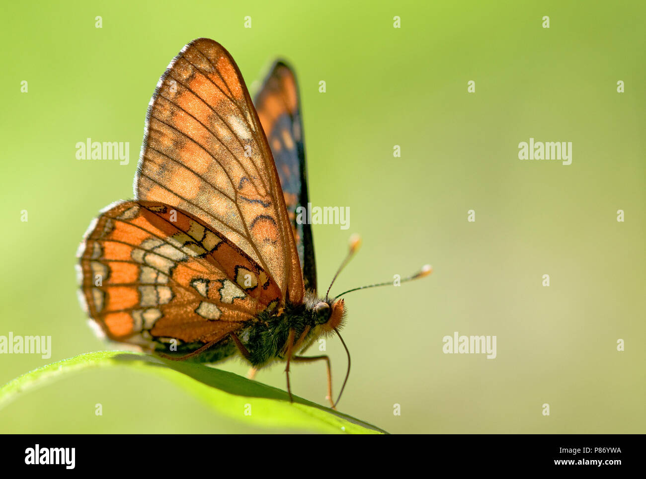 Scarce fritillary hi-res stock photography and images - Alamy