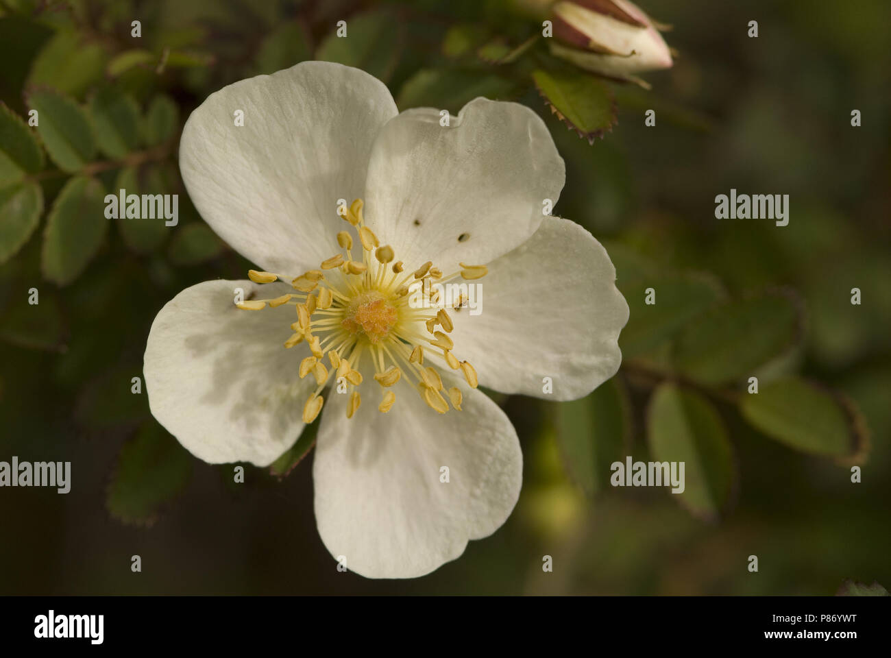 Flower of Rose, Bloem van Roos Stock Photo - Alamy