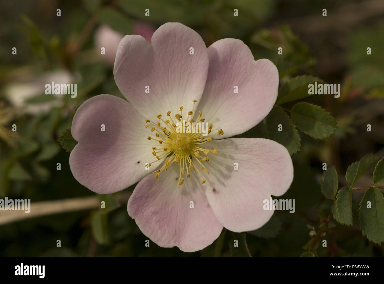 Flower of Rose, Bloem van Roos Stock Photo - Alamy