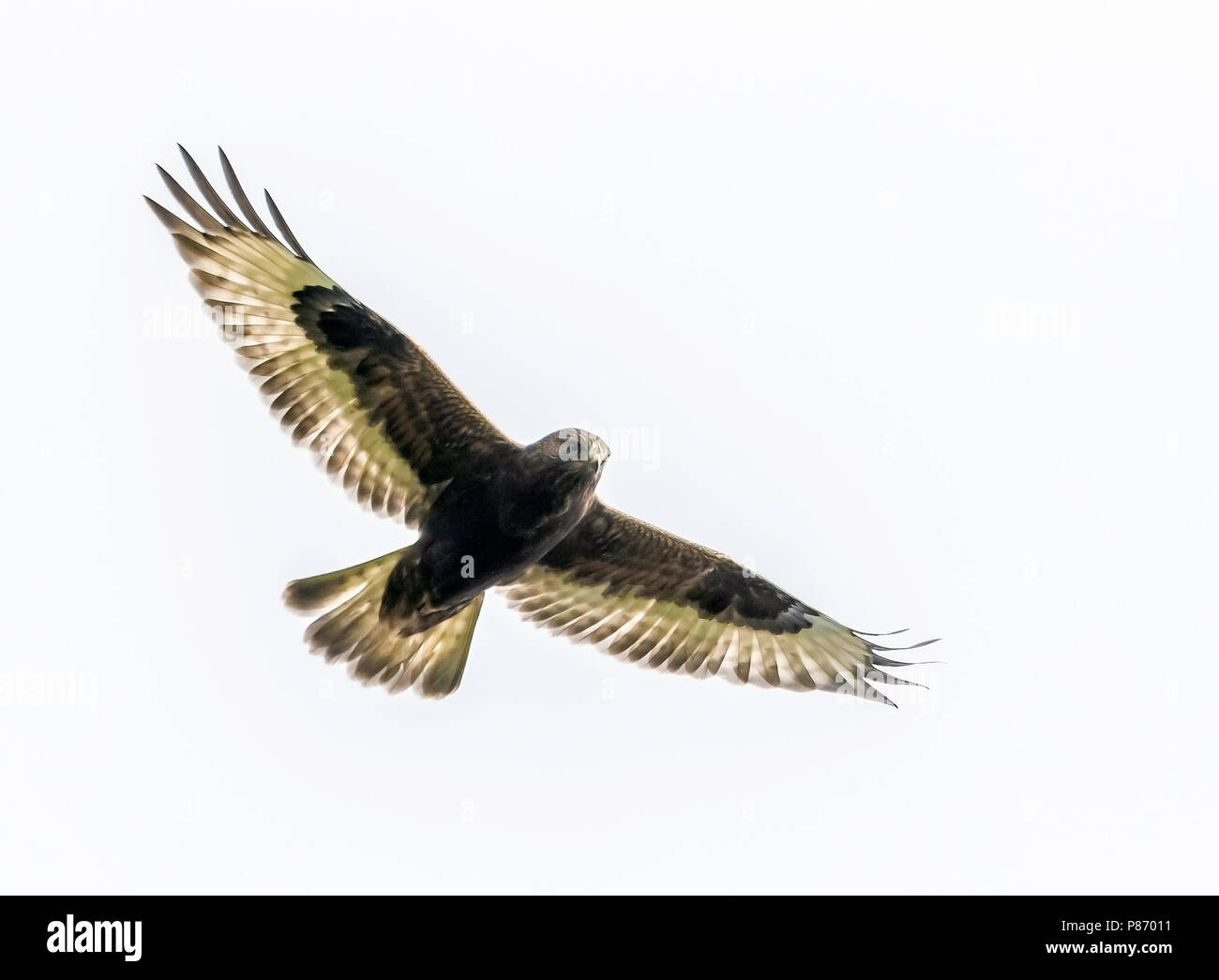 Hovering Hawk Cut Out Stock Images And Pictures Alamy
