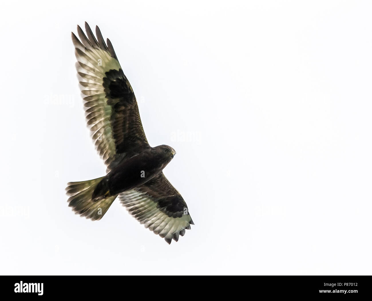 Hovering hawk Cut Out Stock Images & Pictures - Alamy