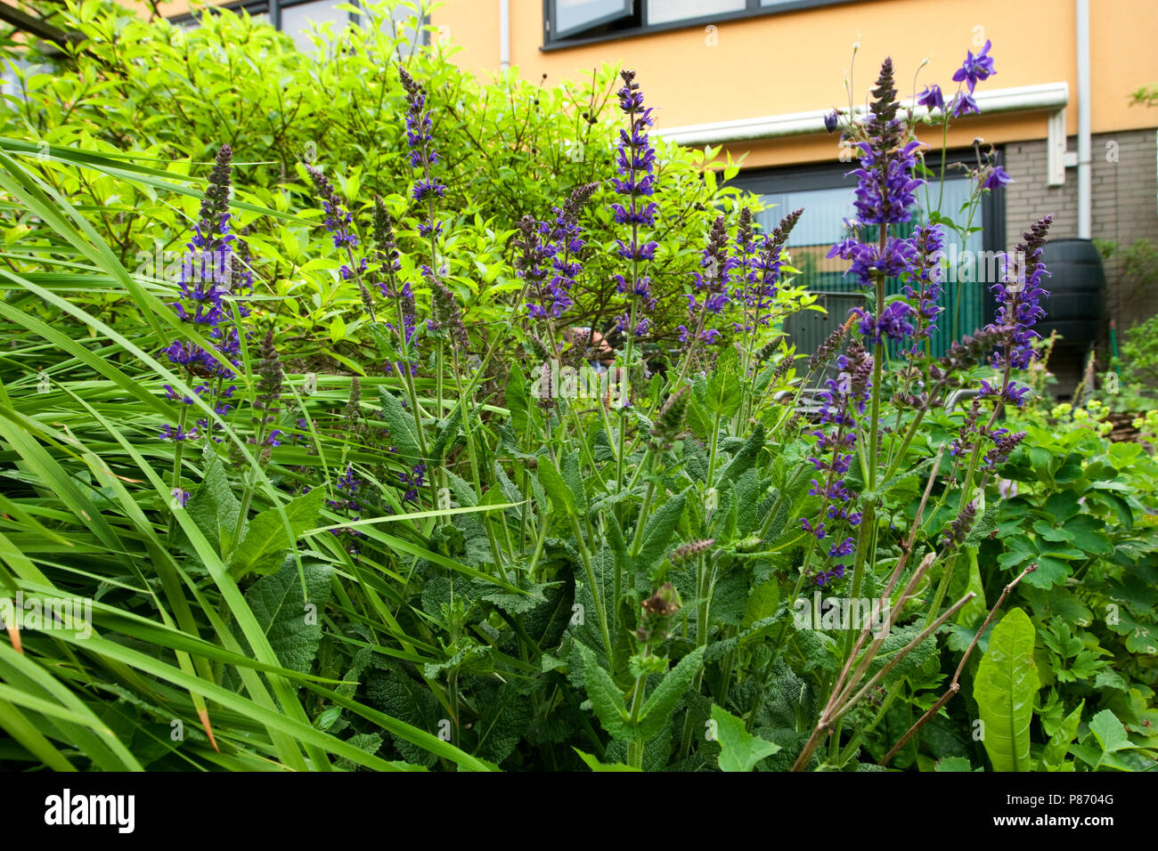 Salie hi-res stock photography and images - Alamy