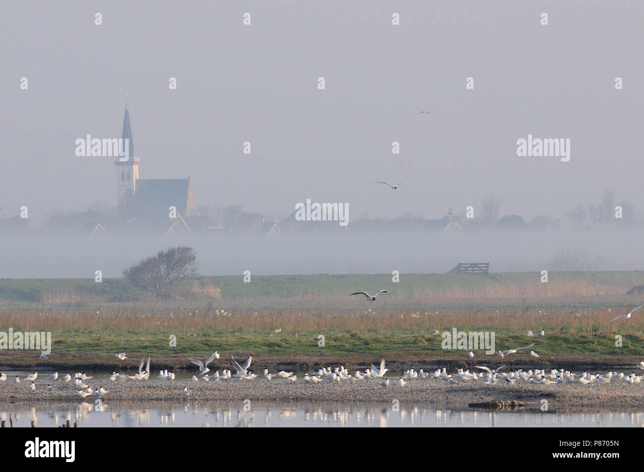 Grote sterns hi-res stock photography and images - Alamy