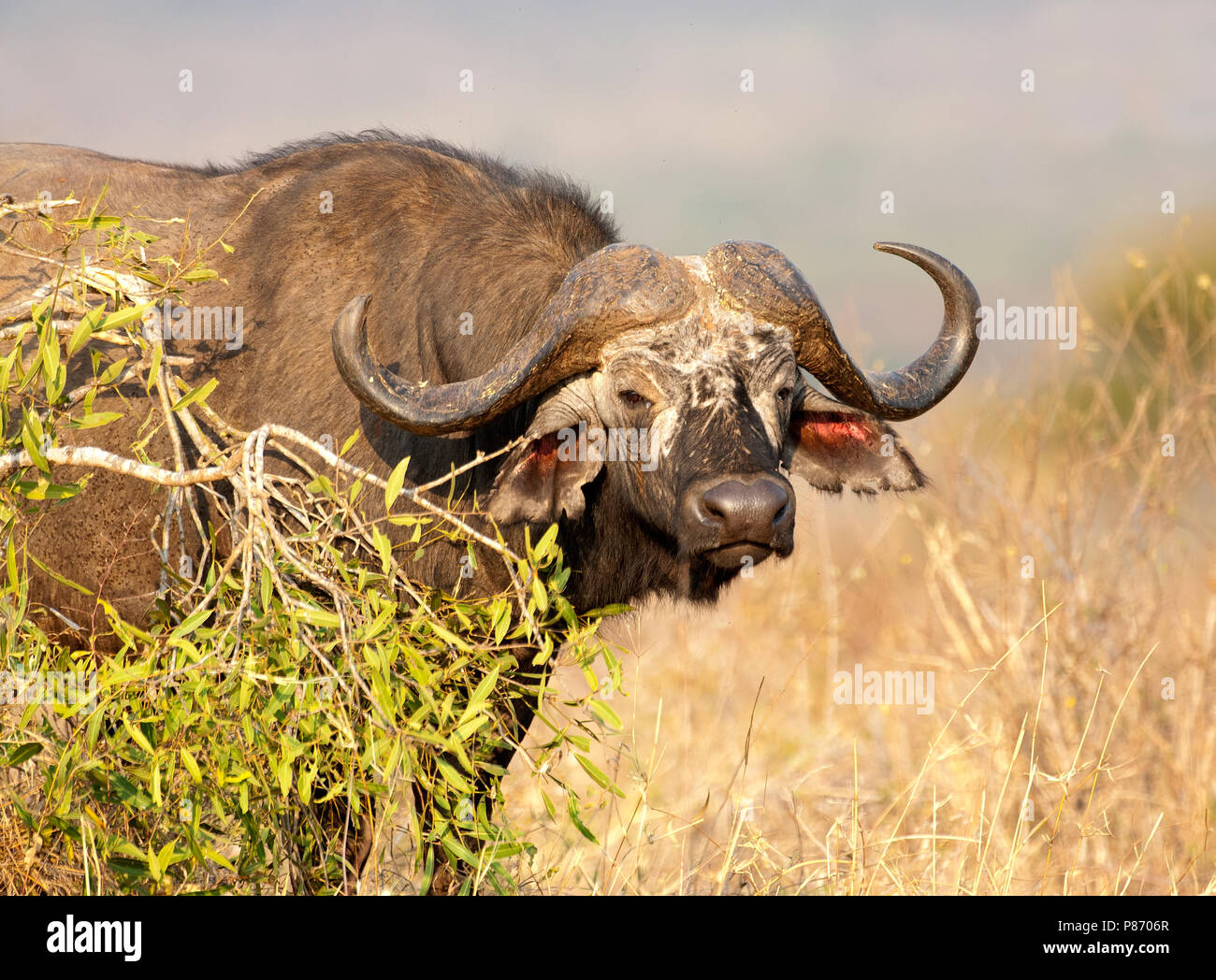 Afrikaanse buffel, Cape Buffalo Stock Photo - Alamy