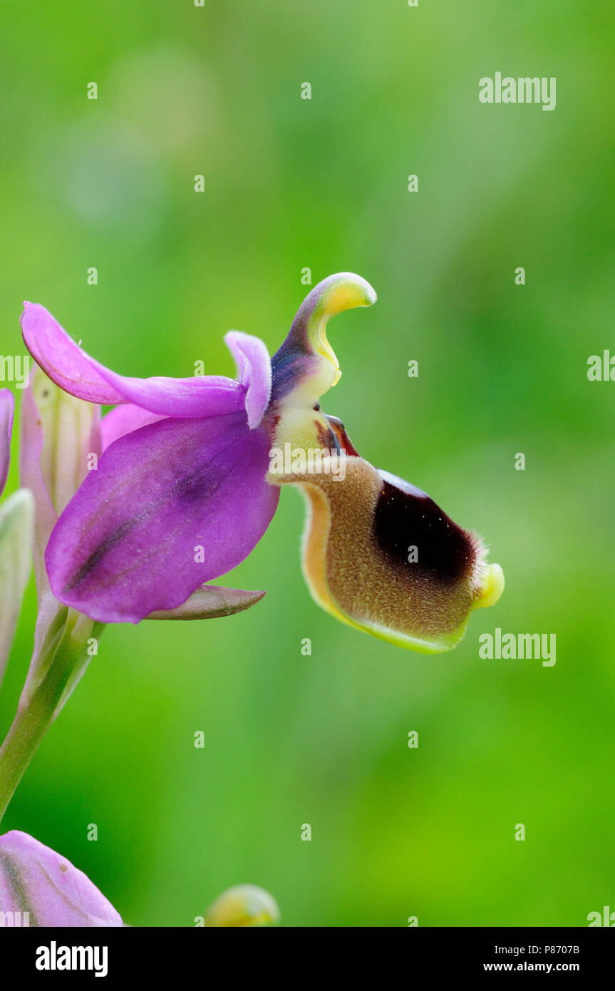 Sawfly Orchid flower Stock Photo - Alamy