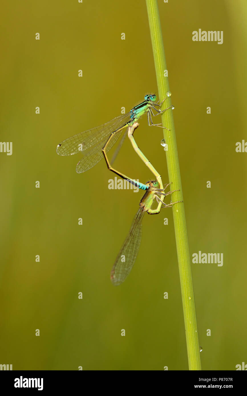 Paringswiel van Tengere grasjuffer; Mating wheel Scarce Blue-tailed ...
