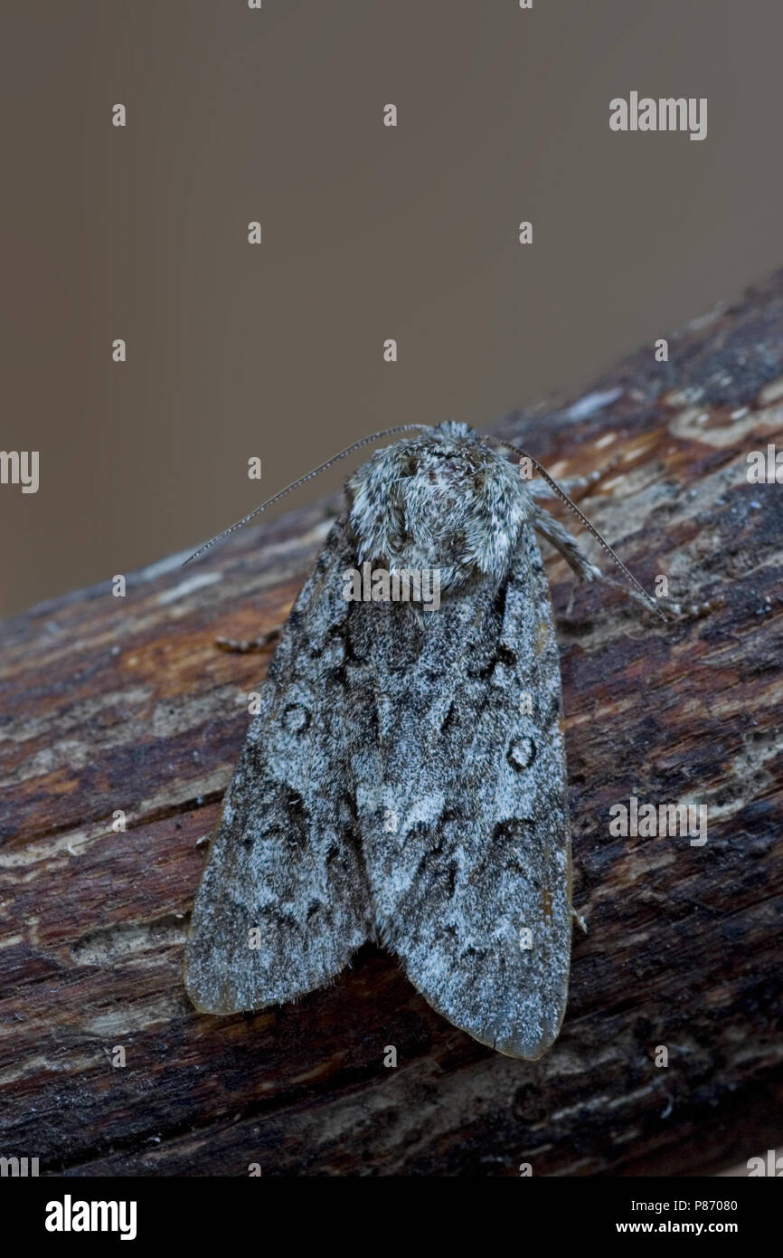 Scarce Dagger High Resolution Stock Photography and Images - Alamy