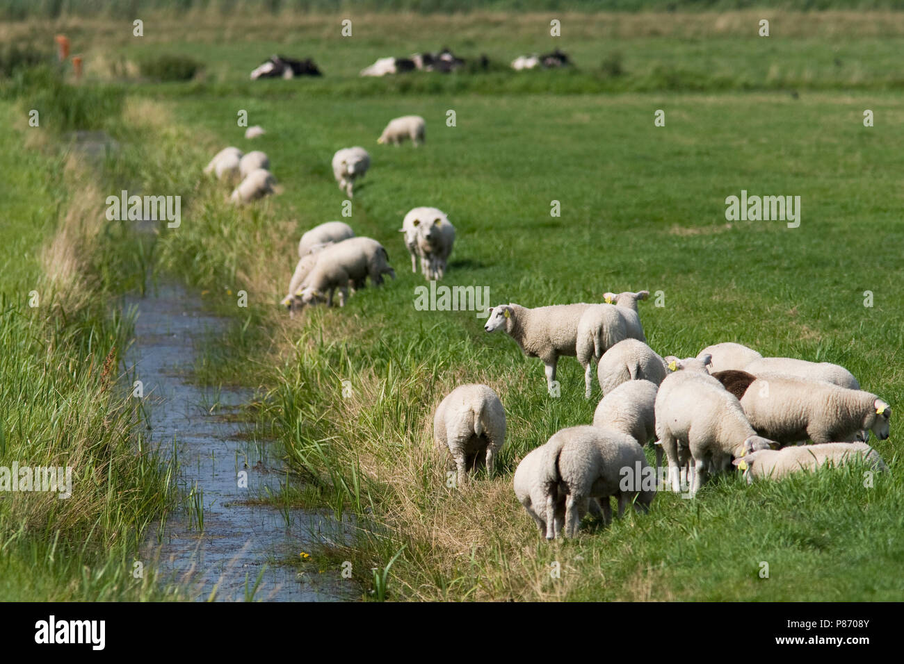 Schapen hi-res stock photography and images - Alamy