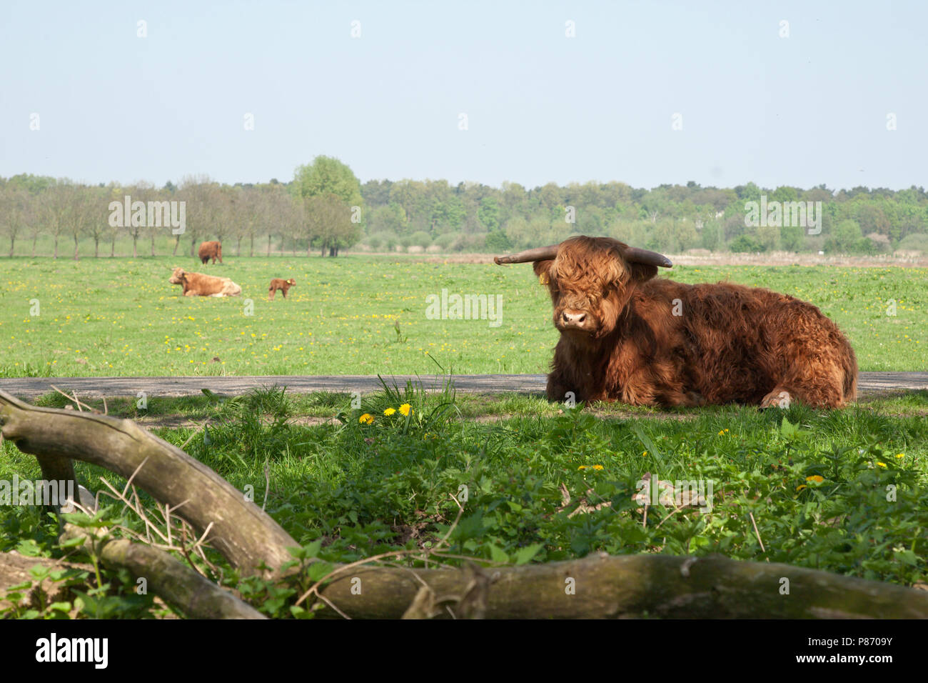 Schotse Hooglander als grazer in natuurgebied, Highland cow as grazer ...