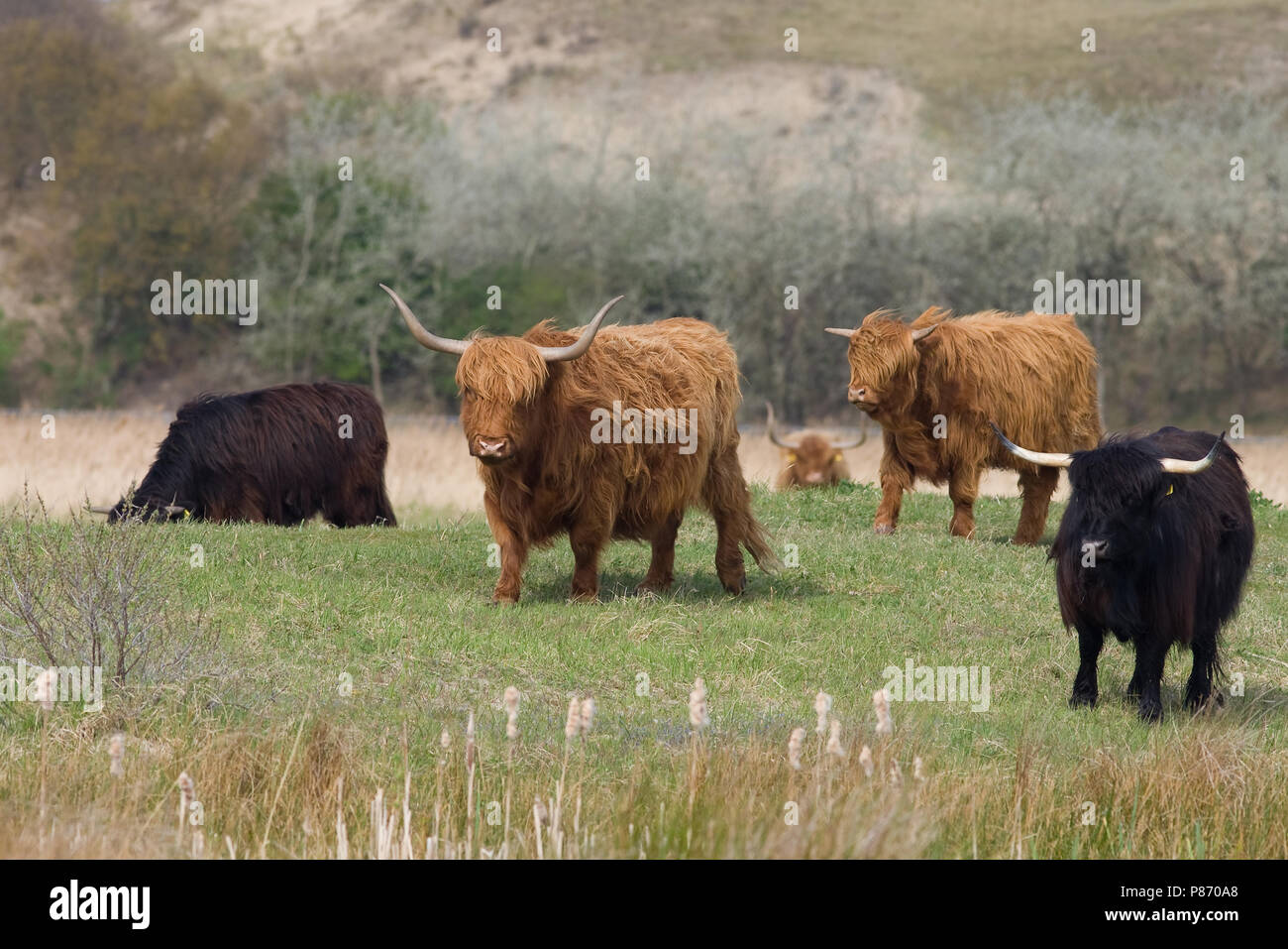 Schotse Hooglander als grazer in natuurgebied, Highland cow as grazer ...