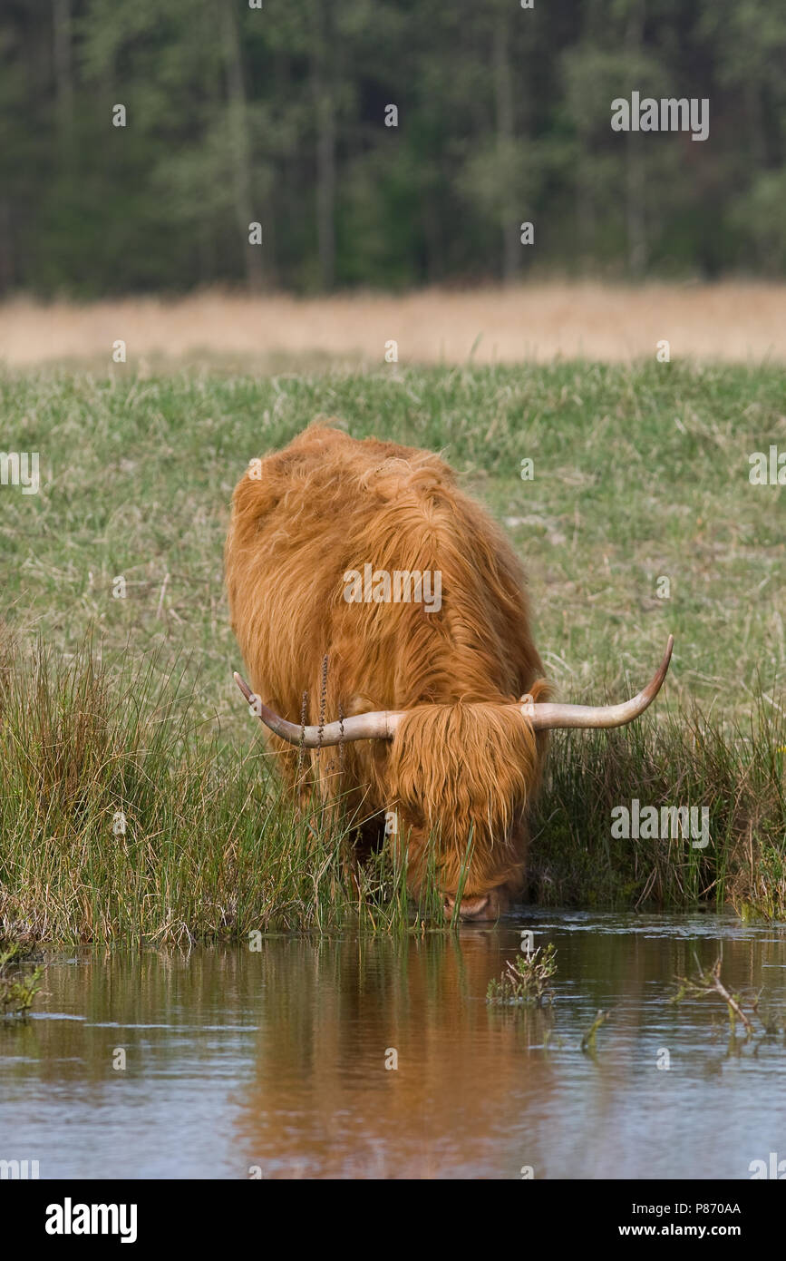Schotse Hooglander als grazer in natuurgebied, Highland cow as grazer ...