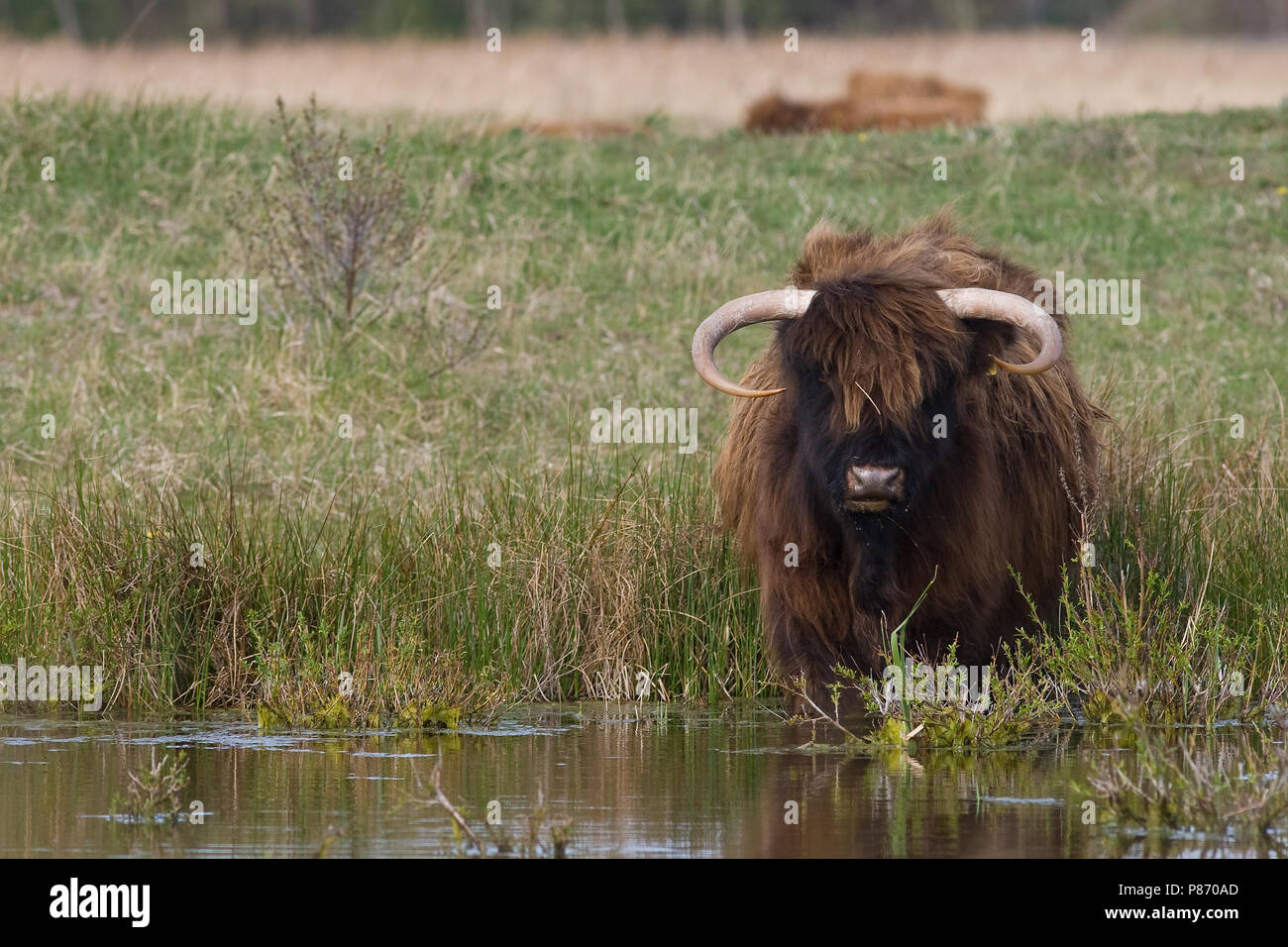 Schotse Hooglander als grazer in natuurgebied, Highland cow as grazer ...