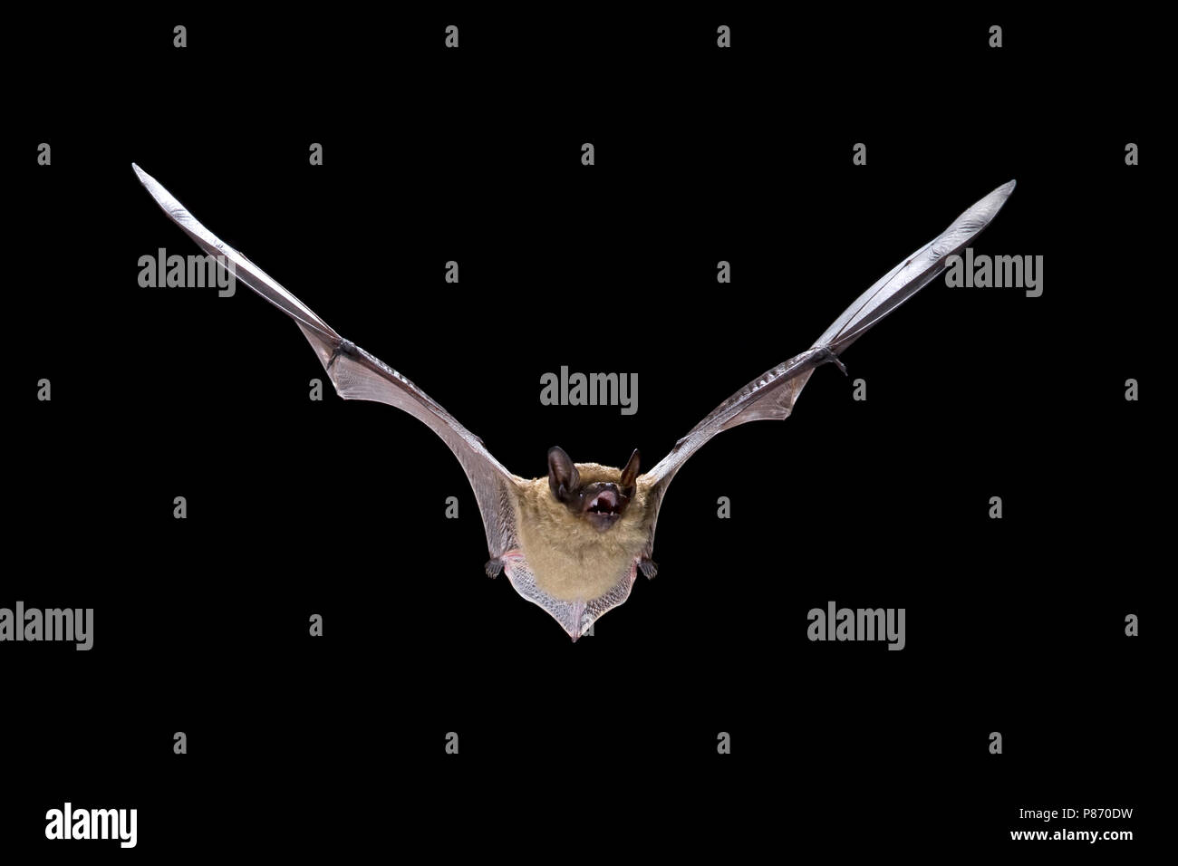 Bat in flight hi-res stock photography and images - Alamy