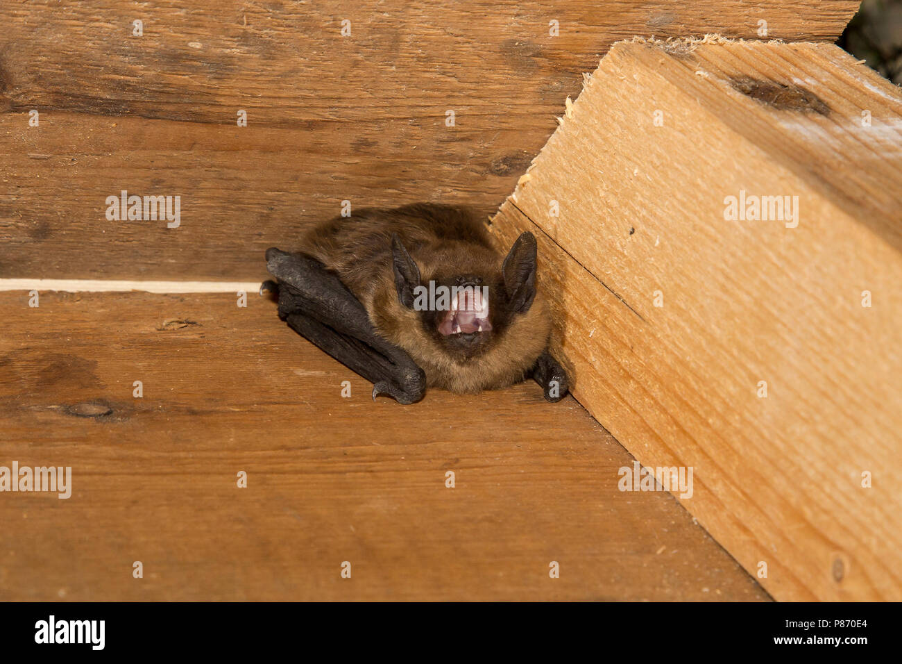 Laatvlieger, Serotine, Eptesicus serotinus Stock Photo - Alamy