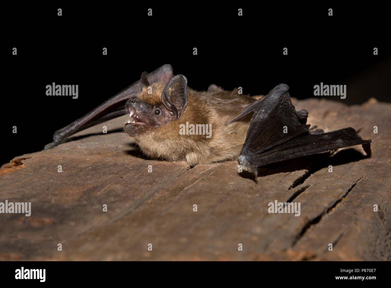 Laatvlieger, Serotine, Eptesicus serotinus Stock Photo - Alamy