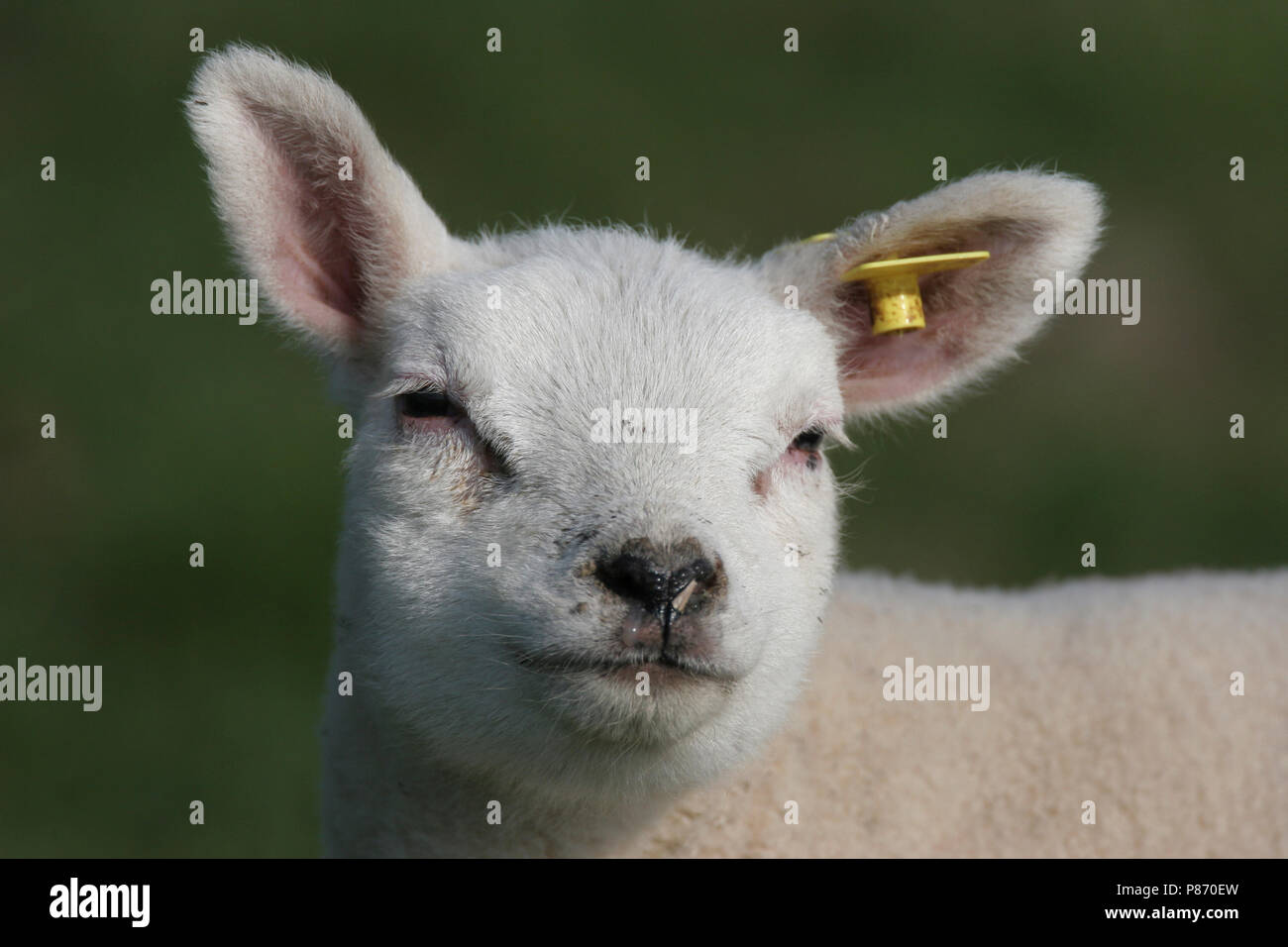Jakob sheep hi-res stock photography and images - Alamy