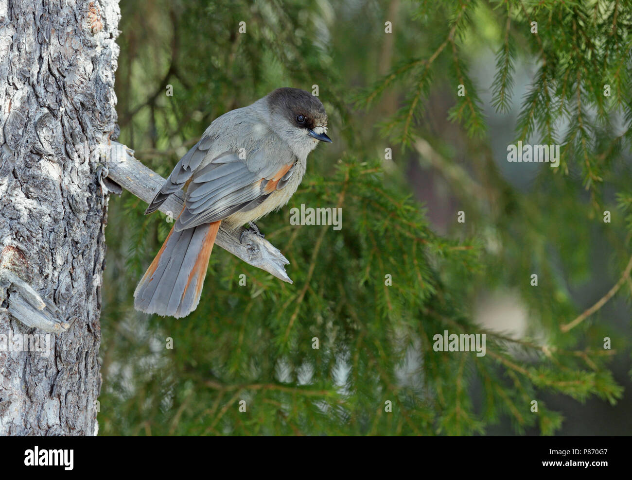 Siberian Jay (Perisoreus infaustus Stock Photo - Alamy