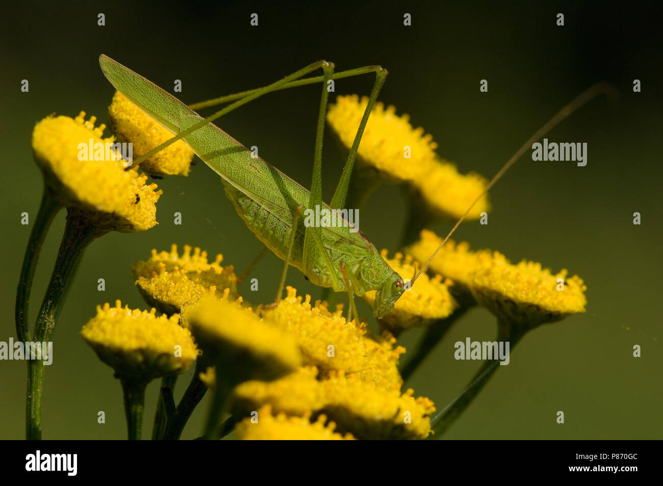 Sickle bush flower hi-res stock photography and images - Alamy