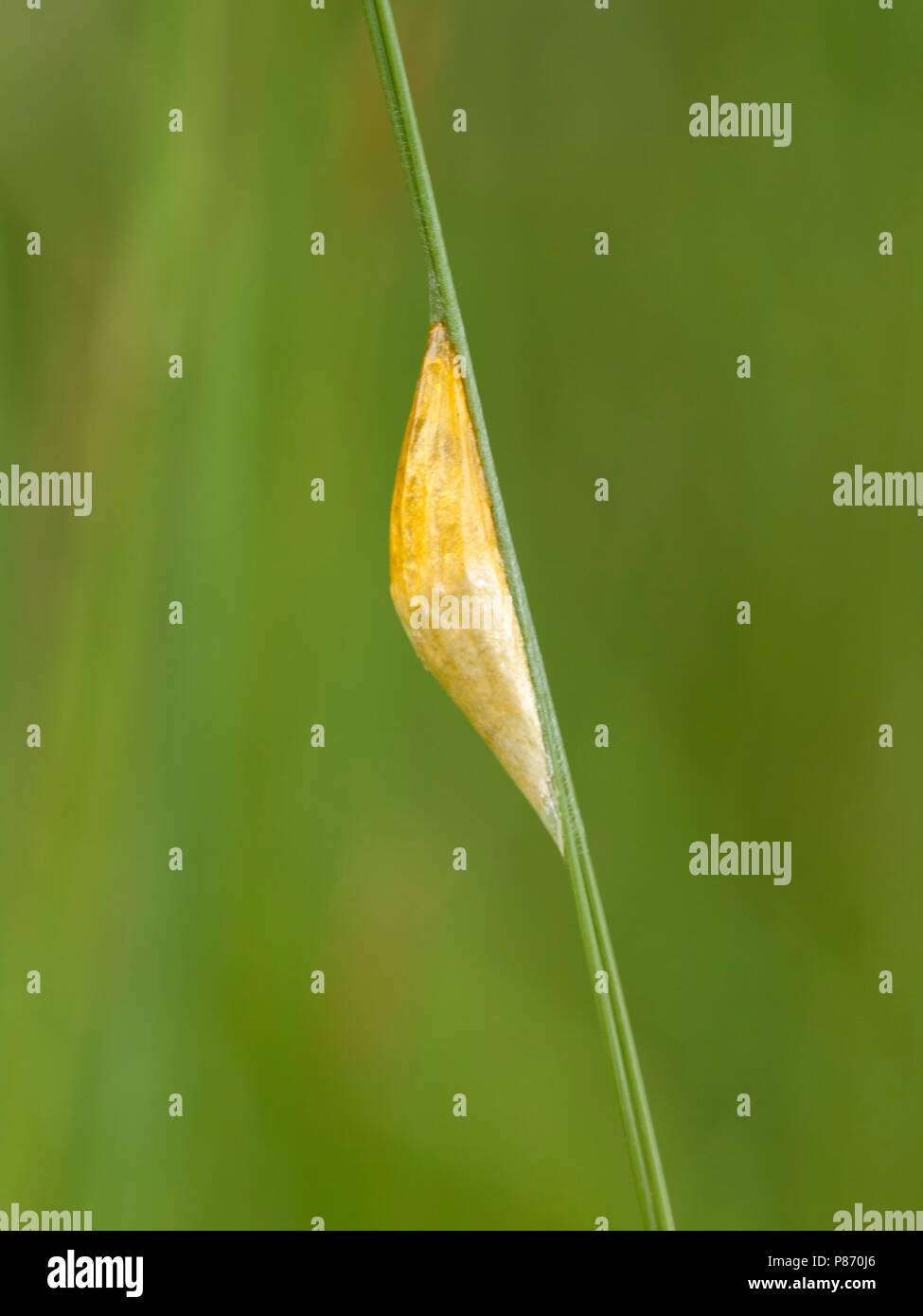 Cocon Sint Jansvlinder; Cocoon Six-spot burnet Stock Photo - Alamy