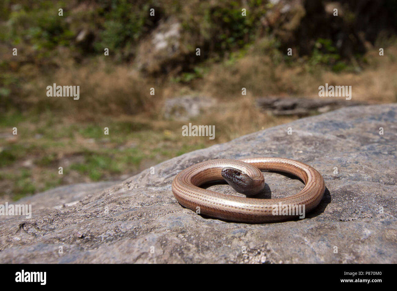 Hazelworm, Slow Worm, Anguis fragilus Stock Photo - Alamy