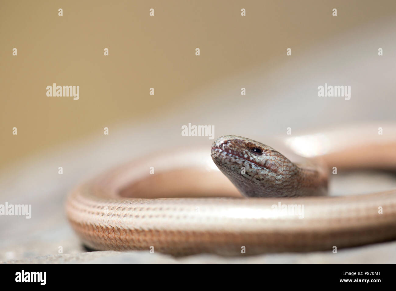 Hazelworm High Resolution Stock Photography and Images - Alamy
