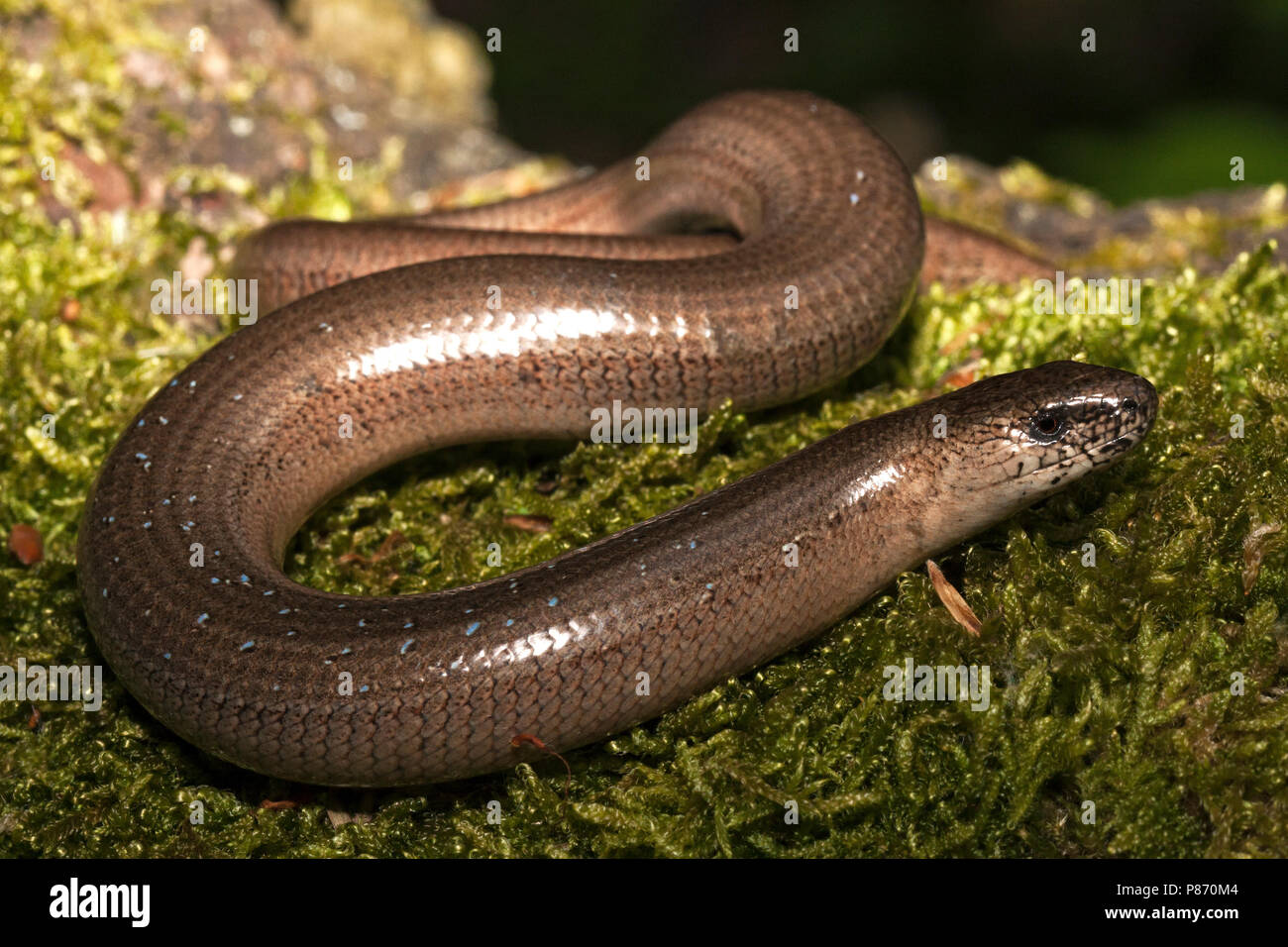 Hazelworm; Slow Worm Stock Photo - Alamy