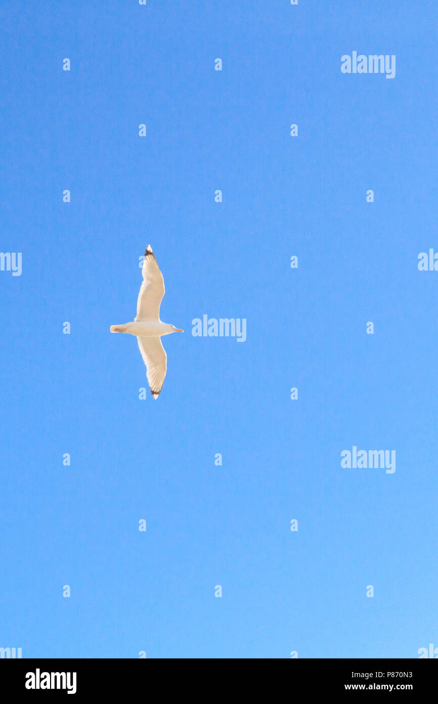 Bird Albatross is flying in the blue sky Stock Photo - Alamy