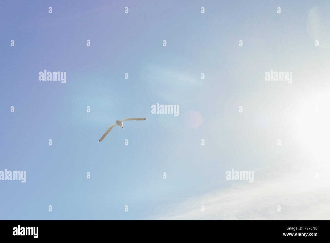 Albatross bird flying in blue sky with white clouds and sun view Stock ...