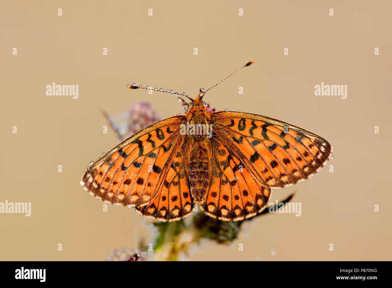 Zilveren Maan, Small Pearl-bordered Fritillary Stock Photo - Alamy