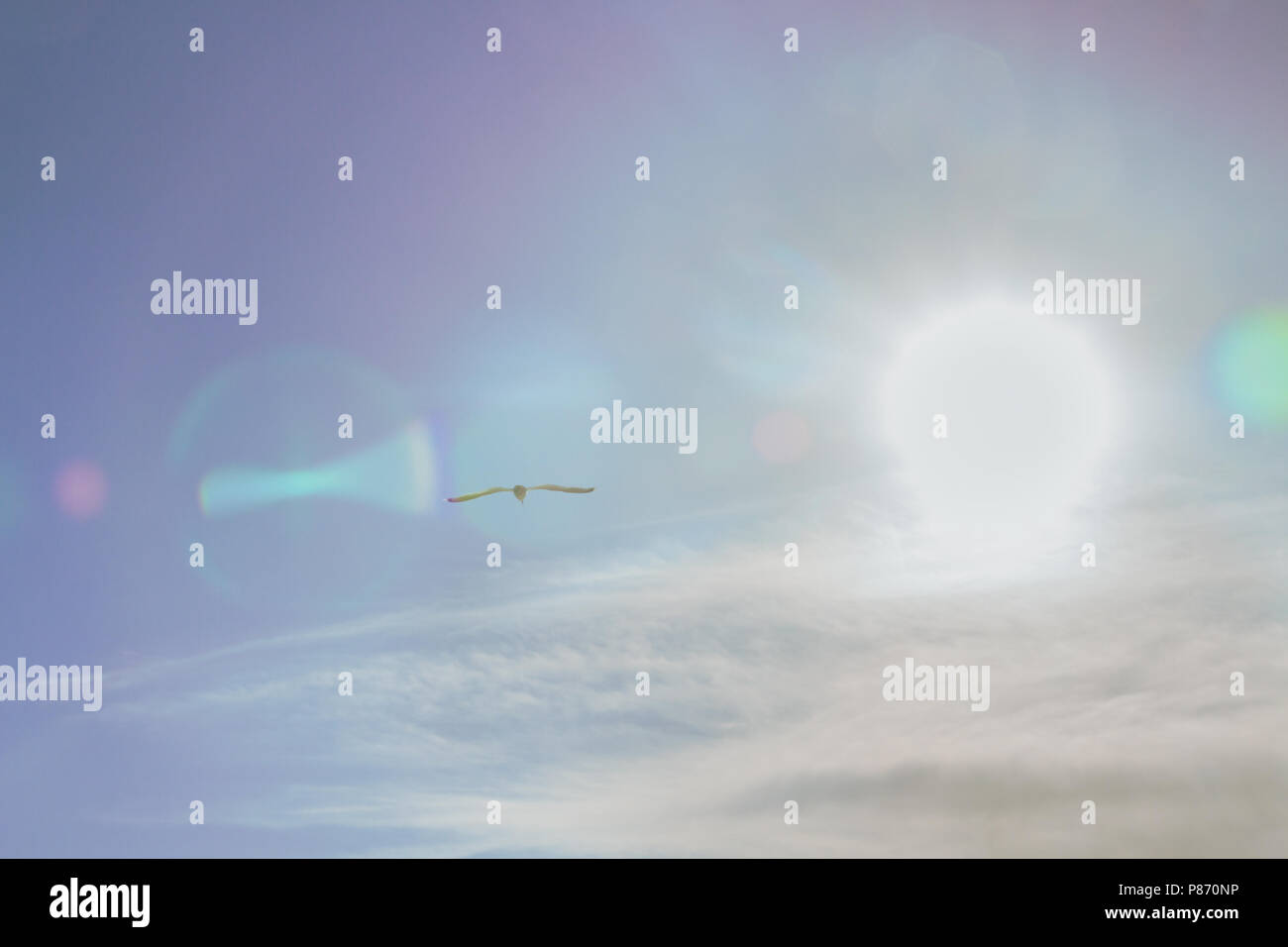 Albatross bird flying in blue sky with white clouds and sun view Stock ...